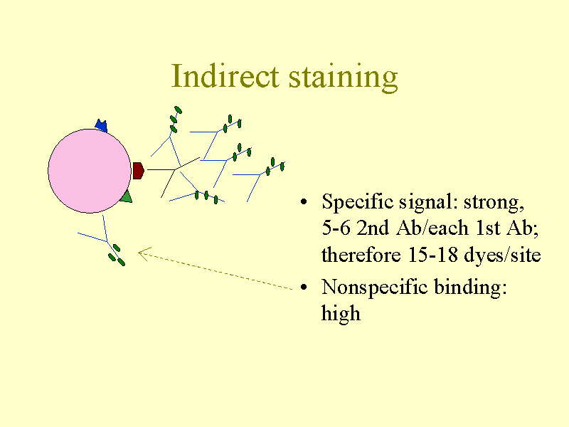 Indirect staining
