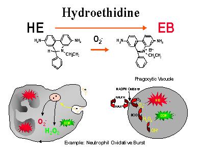 Hydroethidine